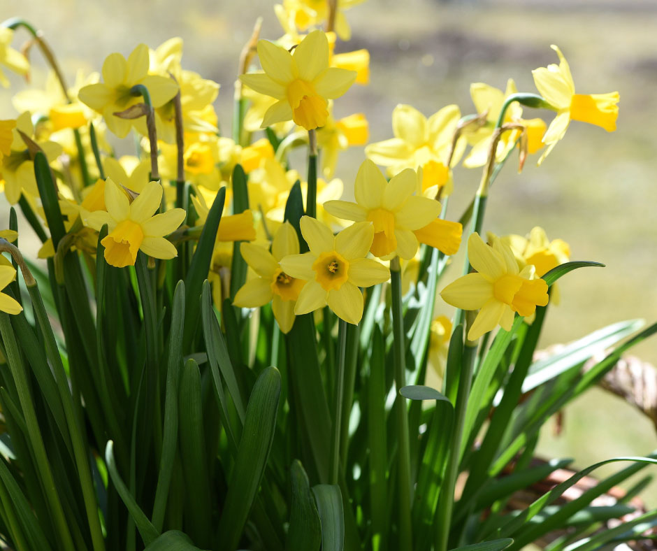 Hearing Tests & Hearing Aid Trials. Audiologists Shrewsbury.